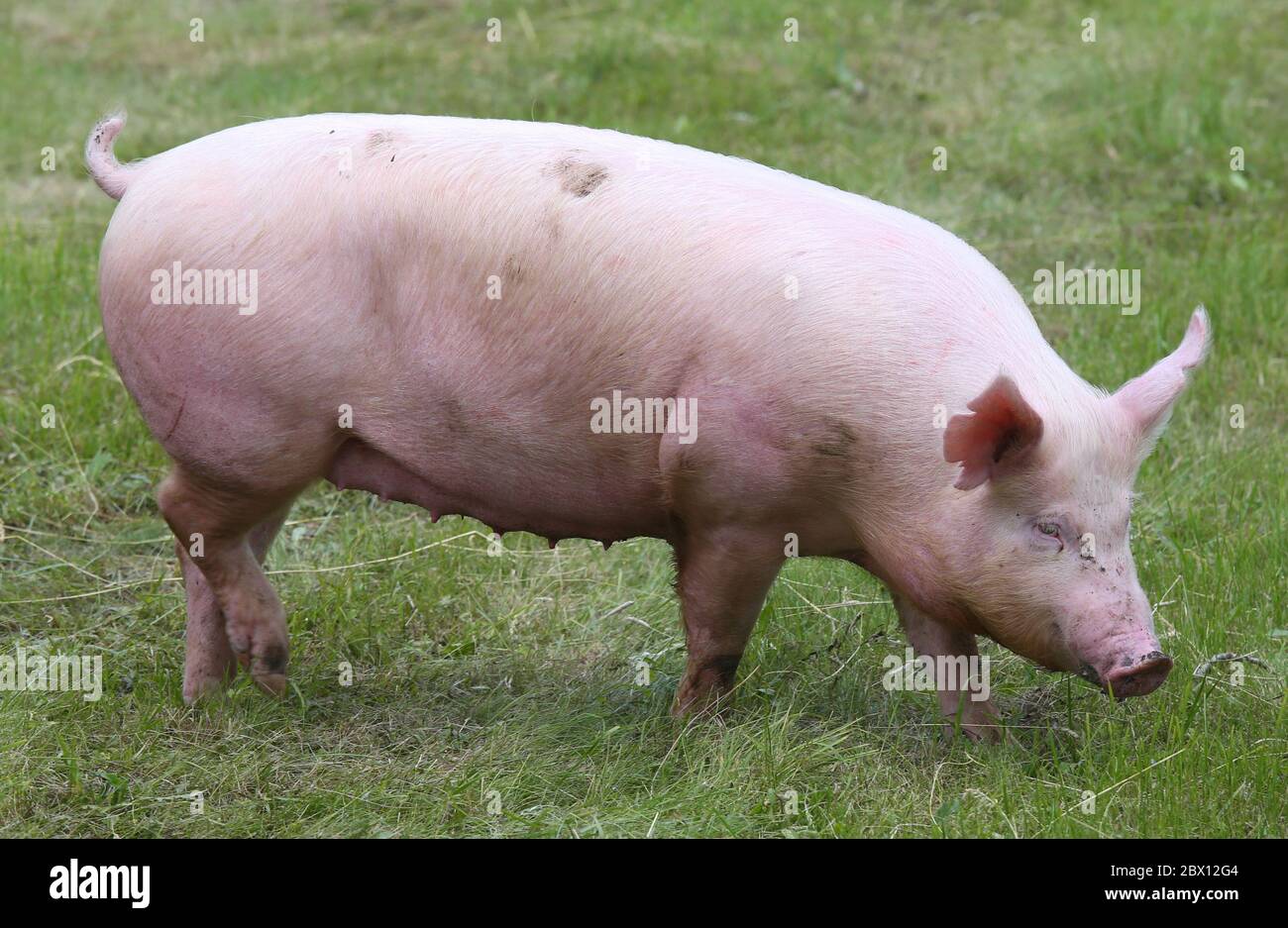 Pig farming raising and breeding of domestic pigs. Organic livestock ...