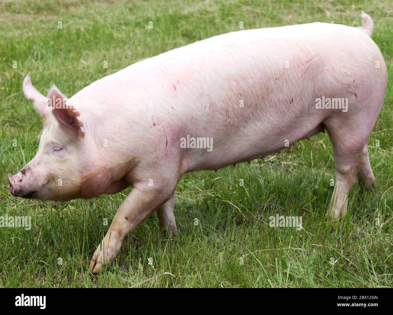 Pig farming raising and breeding of domestic pigs. Organic livestock ...