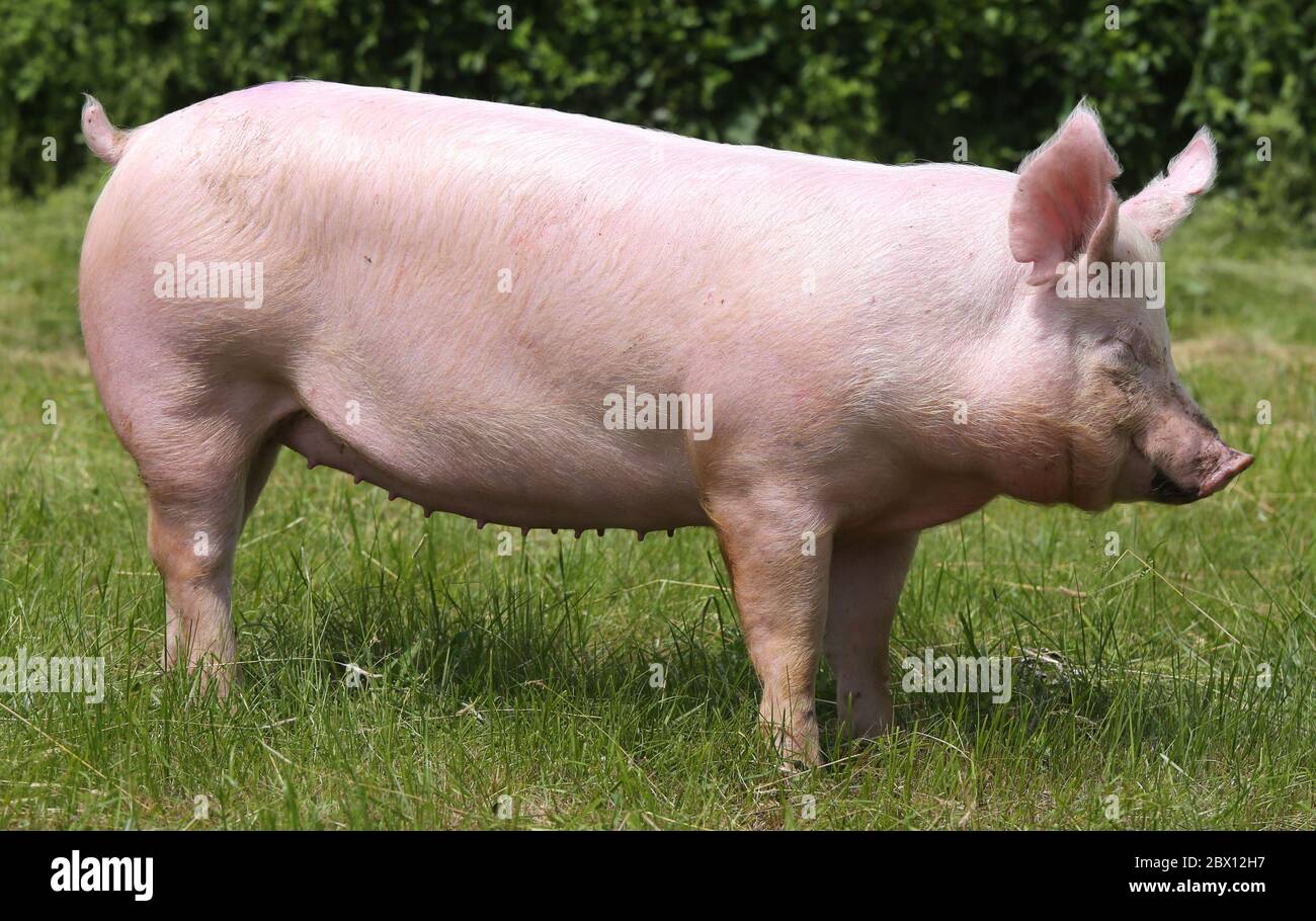 Pig farming raising and breeding of domestic pigs. Organic livestock ...