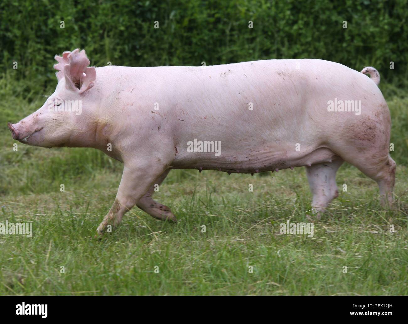 Pig farming raising and breeding of domestic pigs. Organic livestock ...