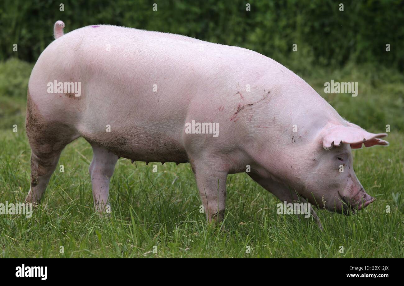 Pig farming raising and breeding of domestic pigs. Organic livestock ...
