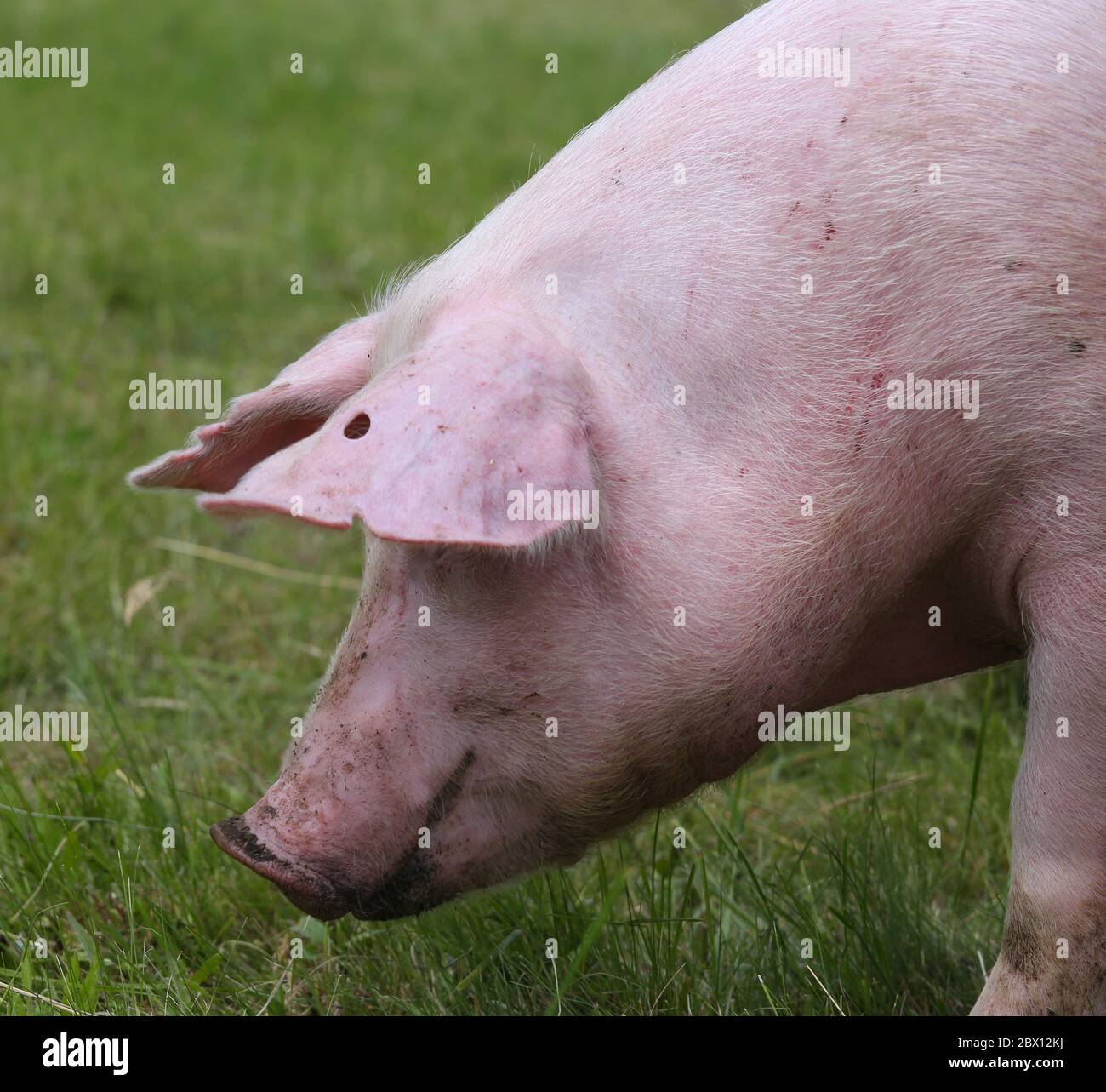 Pig farming raising and breeding of domestic pigs. Organic livestock ...