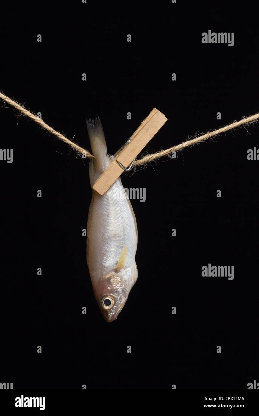 Fresh fish from the sea to our tables. Rich in flavor and can be ...