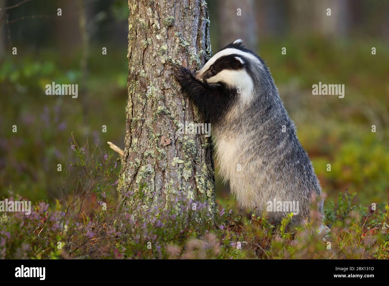 Fluffy european badger sniffing trunk of coniferous tree with nose ...