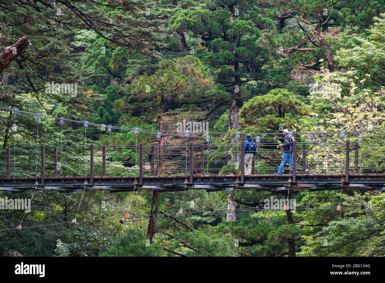 Rain Rainforest Bridge Wood High Resolution Stock Photography and ...