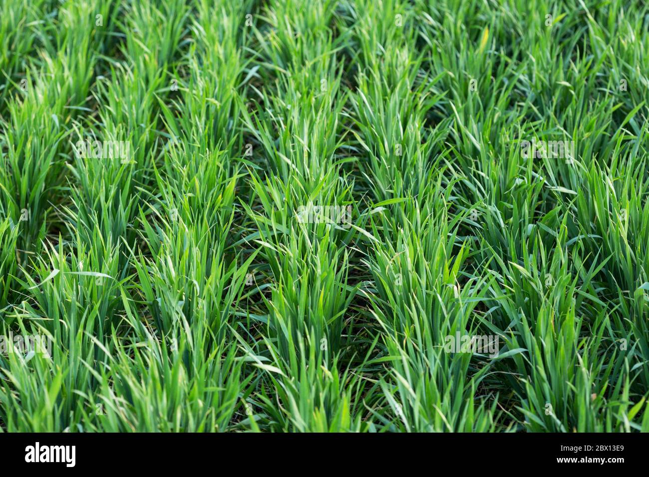 wheat field in early spring. first shoots winter crops Stock Photo - Alamy