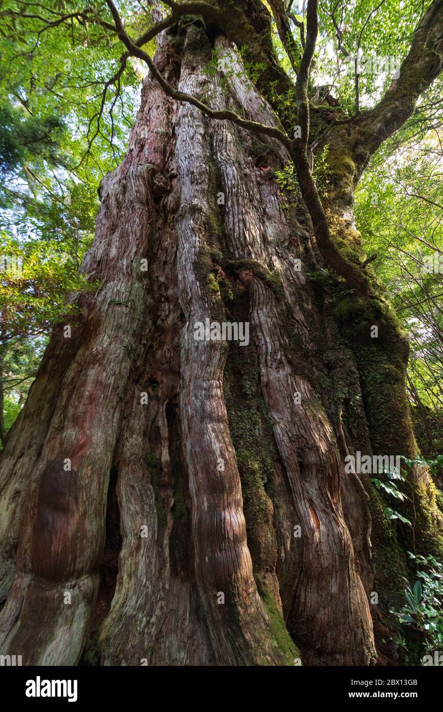 Yakusugi Yakushima Japan, tropical rainforest, cedar tree, worl ...