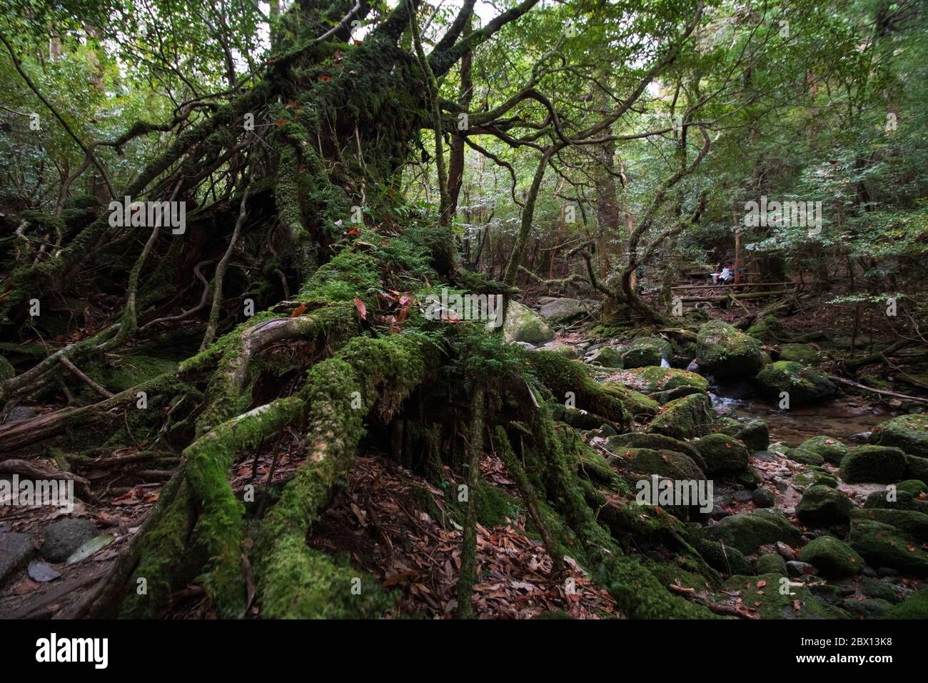 Yakushima Cedar High Resolution Stock Photography and Images - Alamy