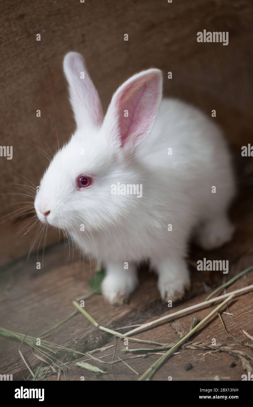 little beautiful white rabbit in a cage Stock Photo - Alamy