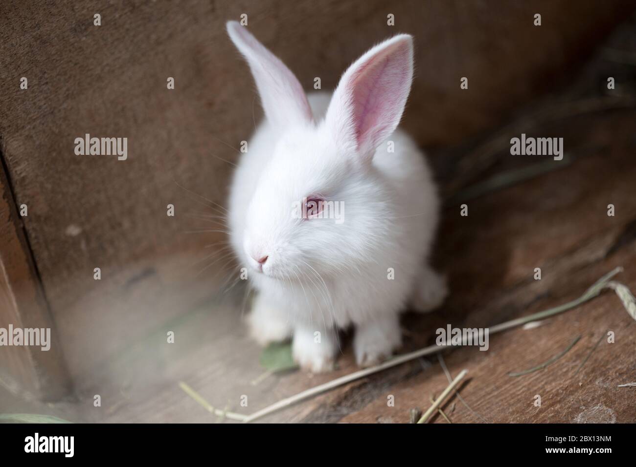 little beautiful white rabbit in a cage Stock Photo - Alamy