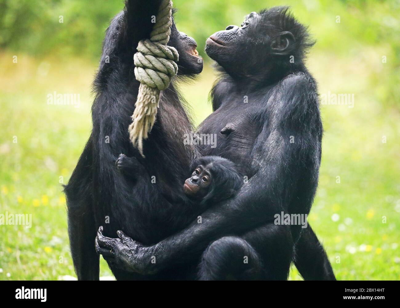 Oliver the chimpanzee hi-res stock photography and images - Alamy