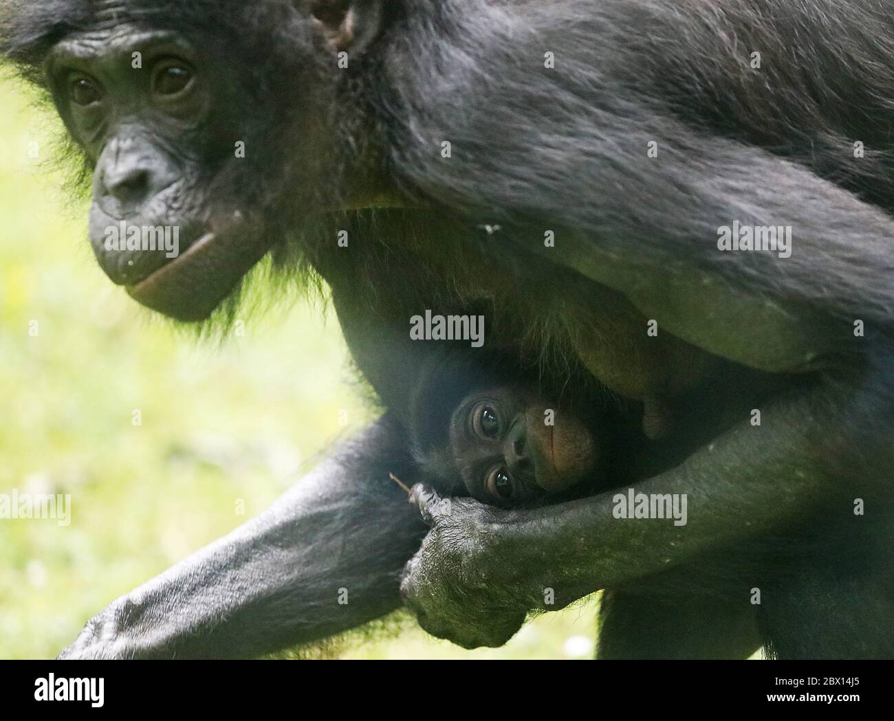 Dwarf chimpanzee hi-res stock photography and images - Alamy
