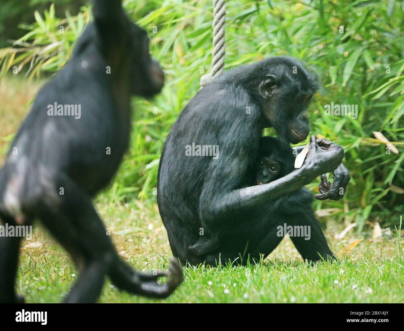 Dwarf chimpanzee hi-res stock photography and images - Alamy
