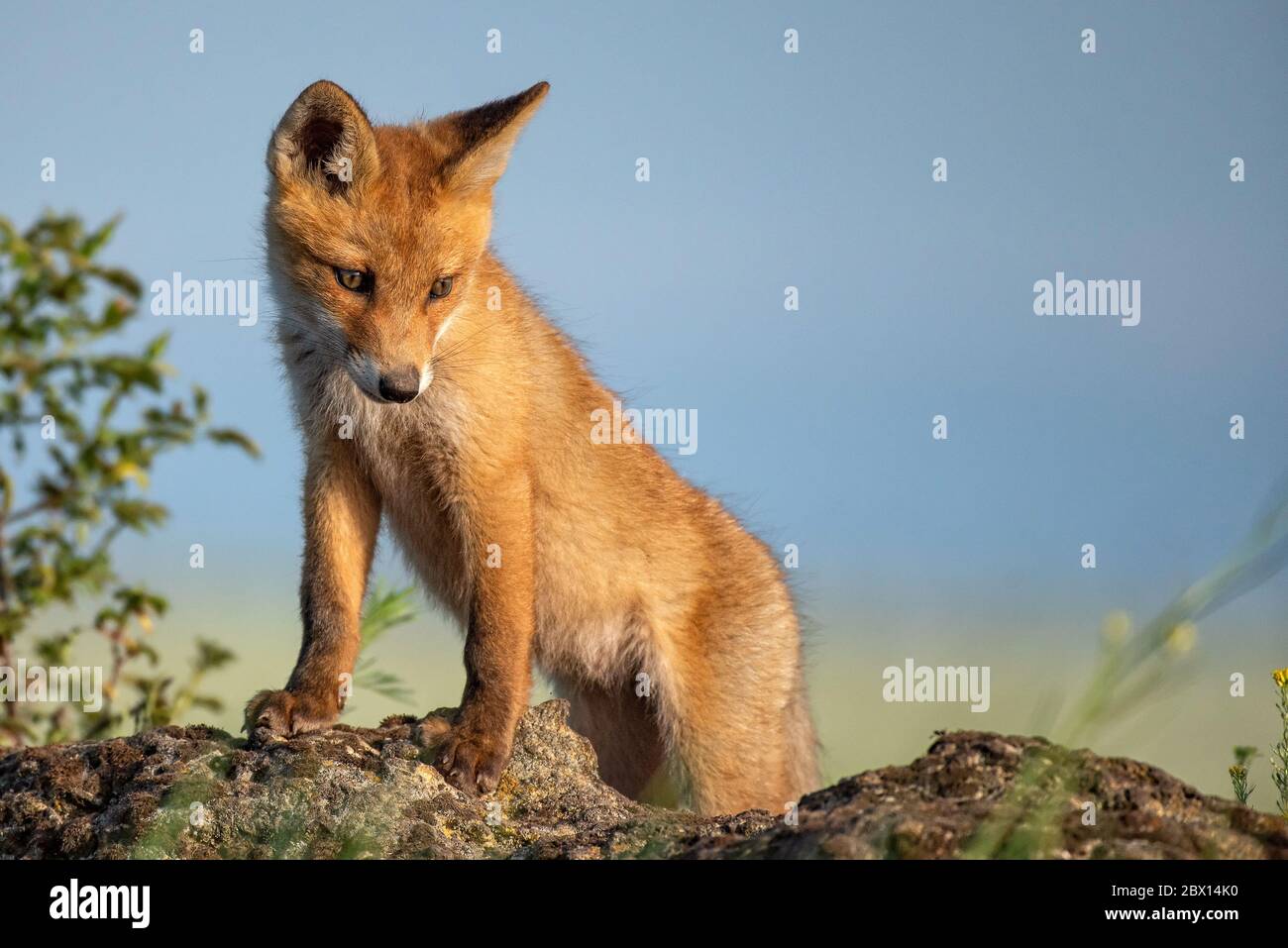 Tricky fox hi-res stock photography and images - Alamy