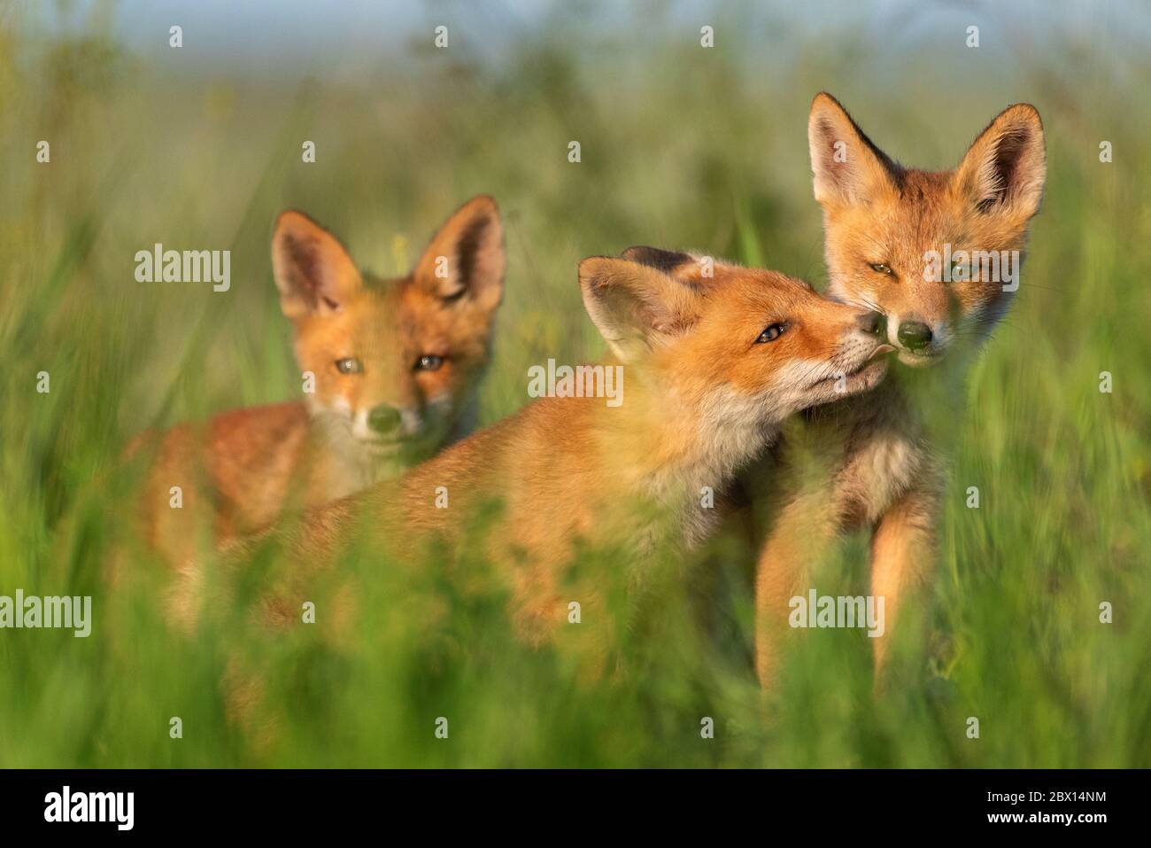 Three young red Foxes in grass on a beautiful light Stock Photo - Alamy