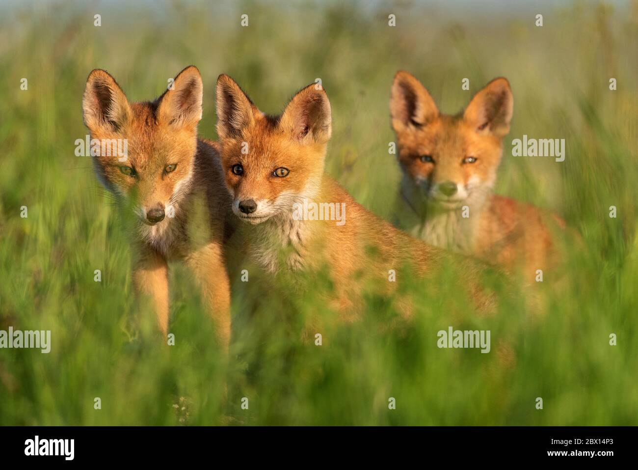 Three young red Foxes in grass on a beautiful light Stock Photo - Alamy