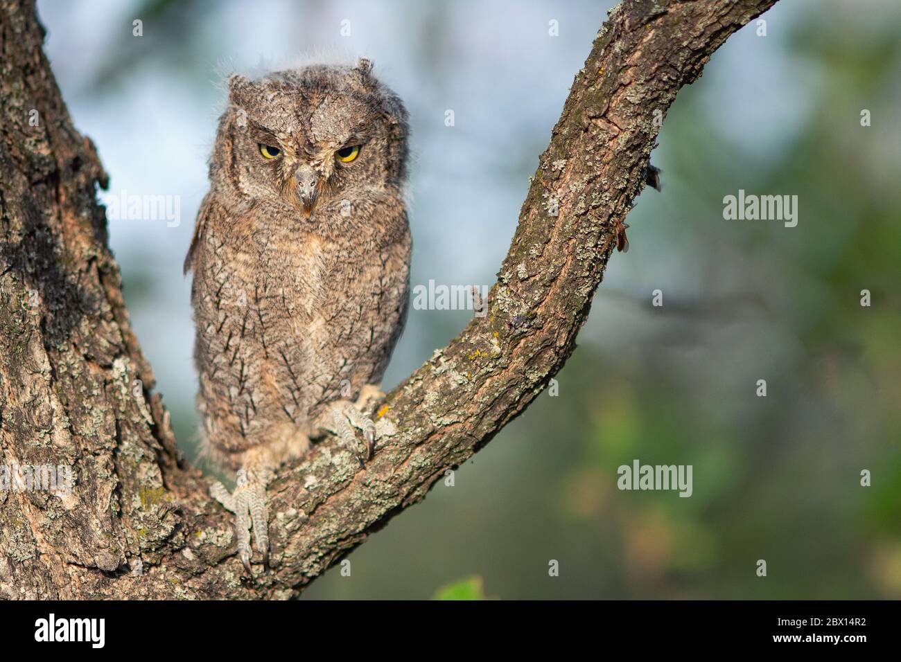 Young European scops owl (Otus scops) sitting on a branch Stock Photo ...