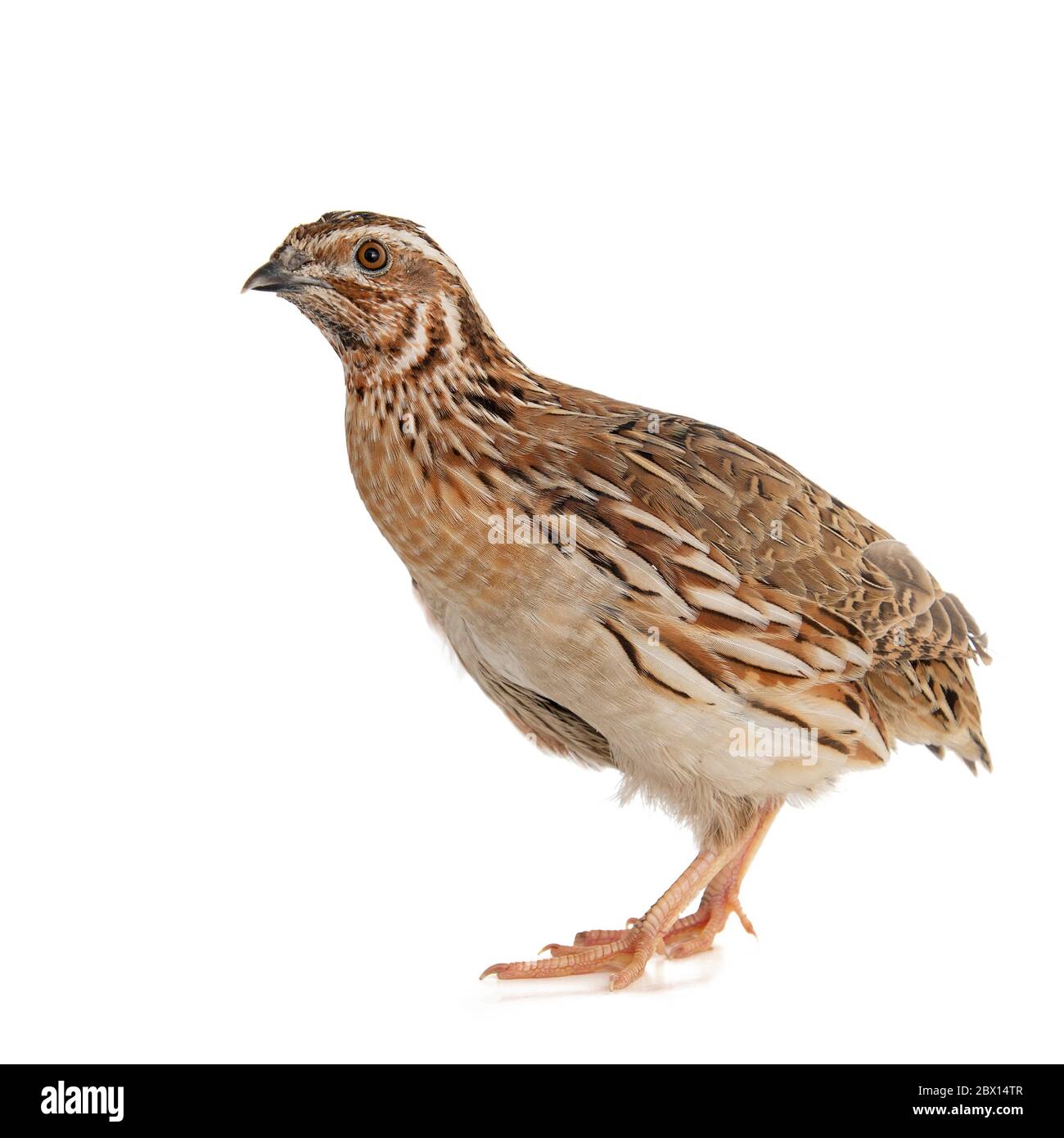 Wild quail, Coturnix coturnix, isolated on a white background Stock ...