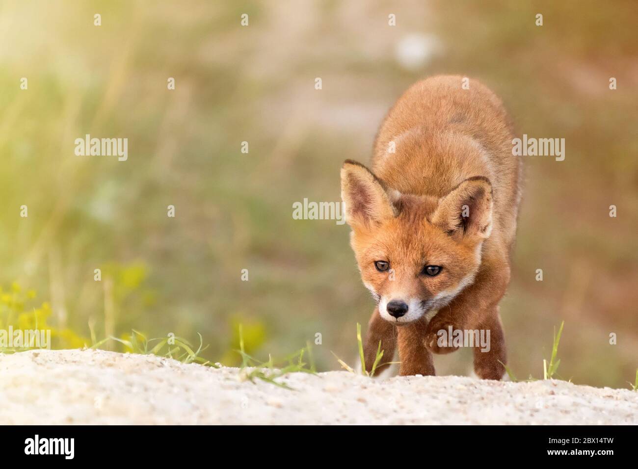 Young red fox stands near his burrow. Vulpes vulpes Stock Photo - Alamy