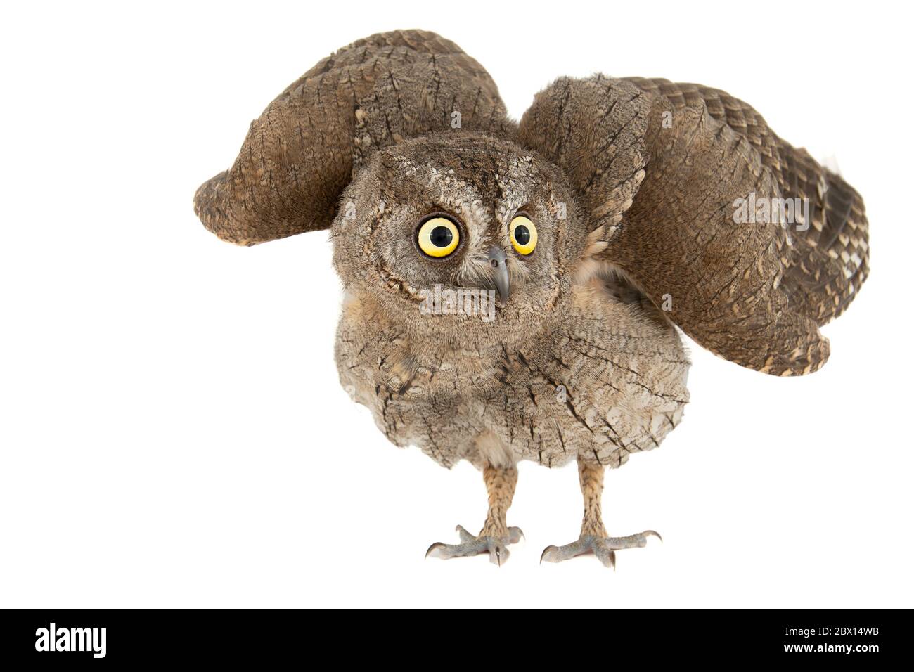 Owls - European scops owl, Otus scops, with open wings. Isolated on ...