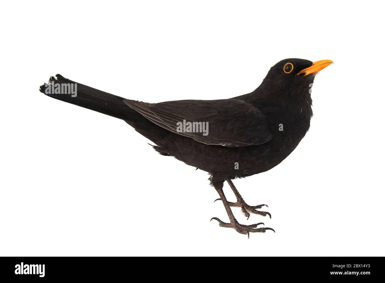 Blackbird, Turdus merula, isolated on white background Stock Photo - Alamy