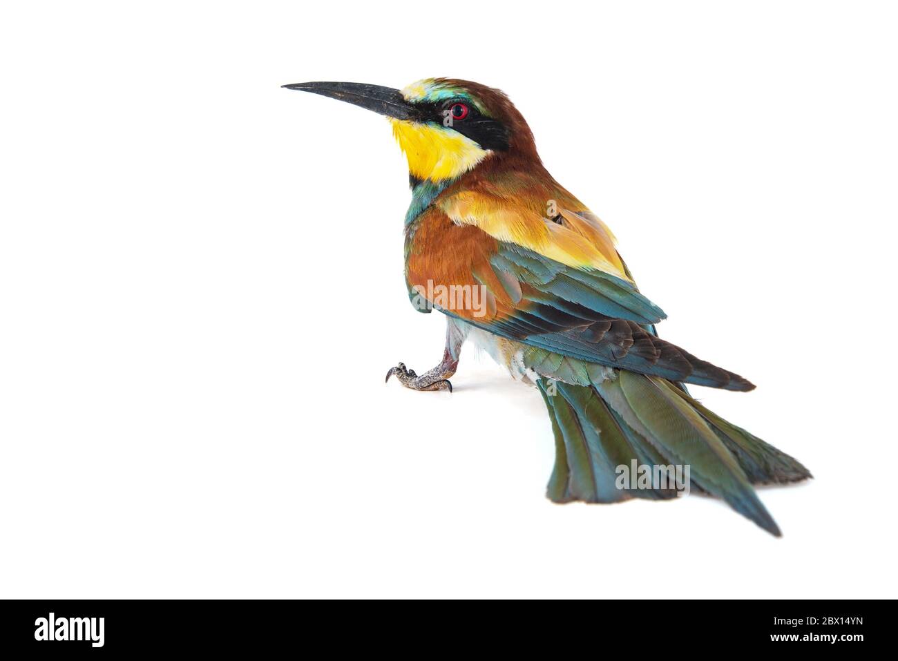 European bee eater, Merops apiaster, isolated on white background Stock ...