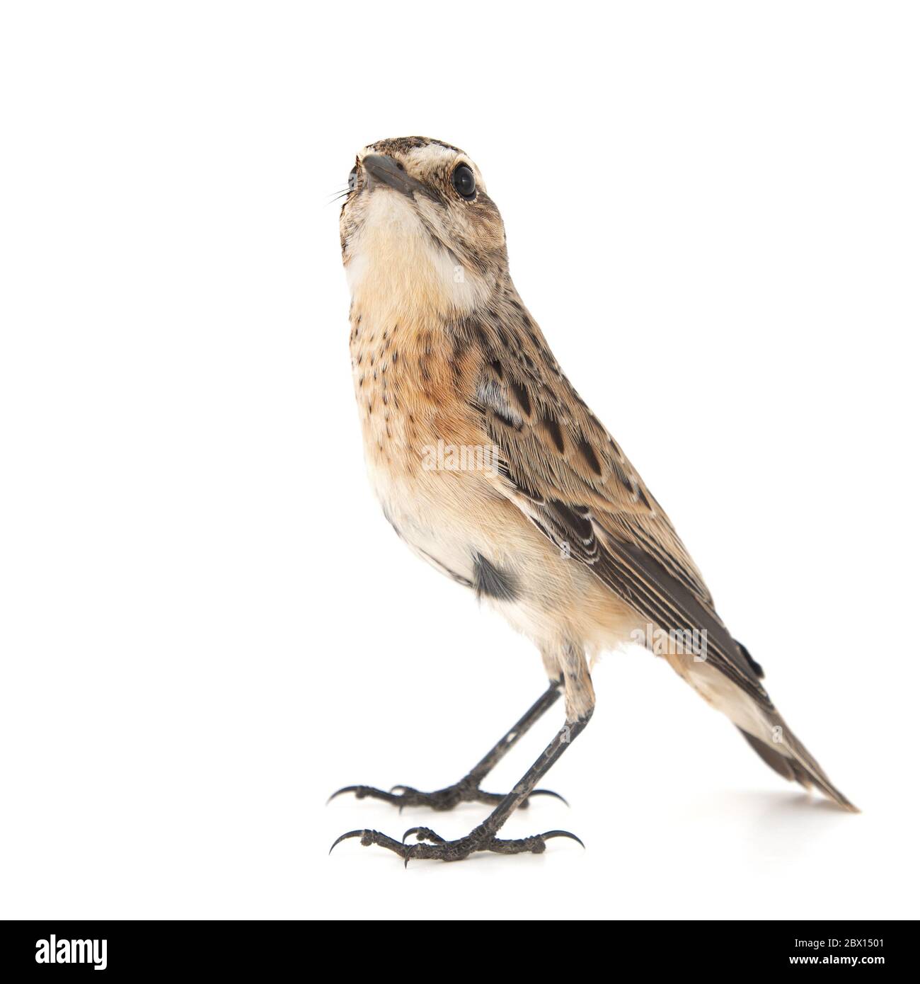 Whinchat Cut Out Stock Images & Pictures - Alamy