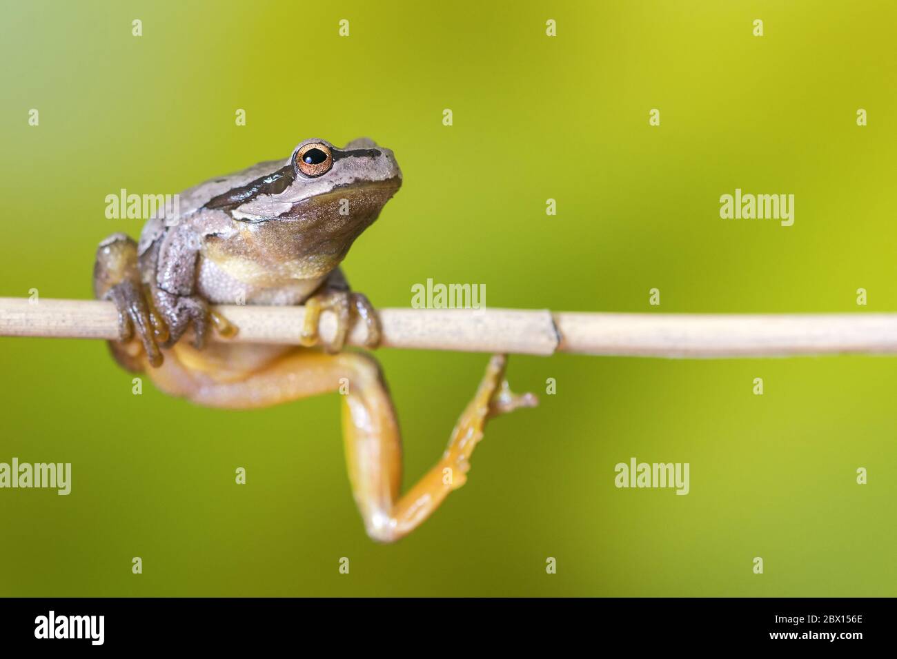 .European green tree frog (Hyla arborea) sitting on a branch of reed ...