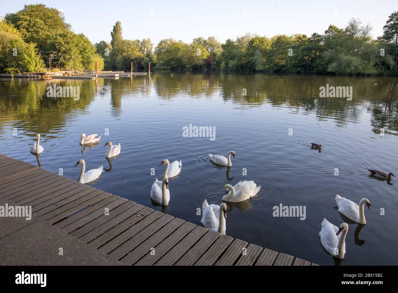 swans on the river thames at weybridge surrey Stock Photo - Alamy