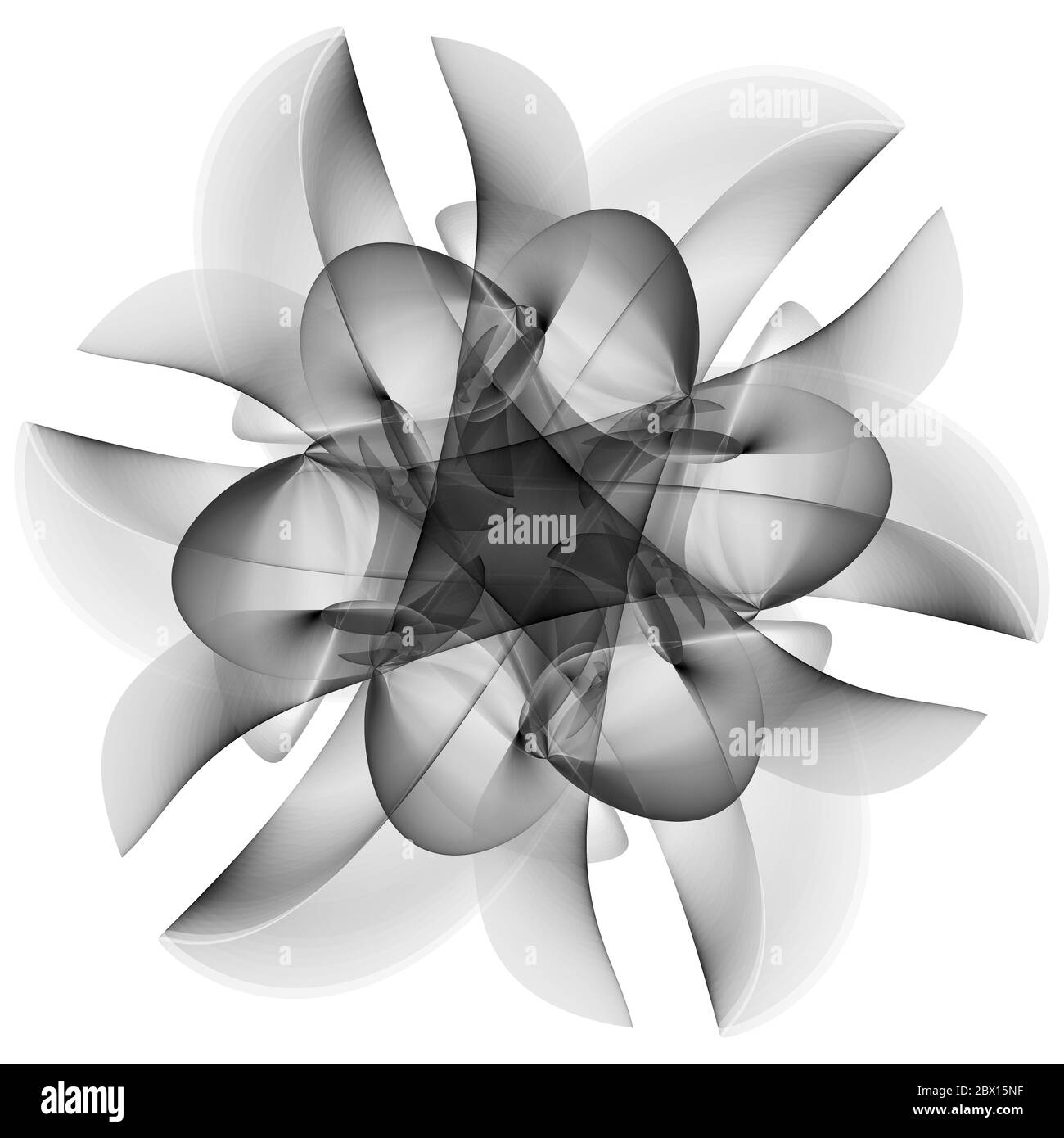 Star like flower Black and White Stock Photos & Images - Alamy