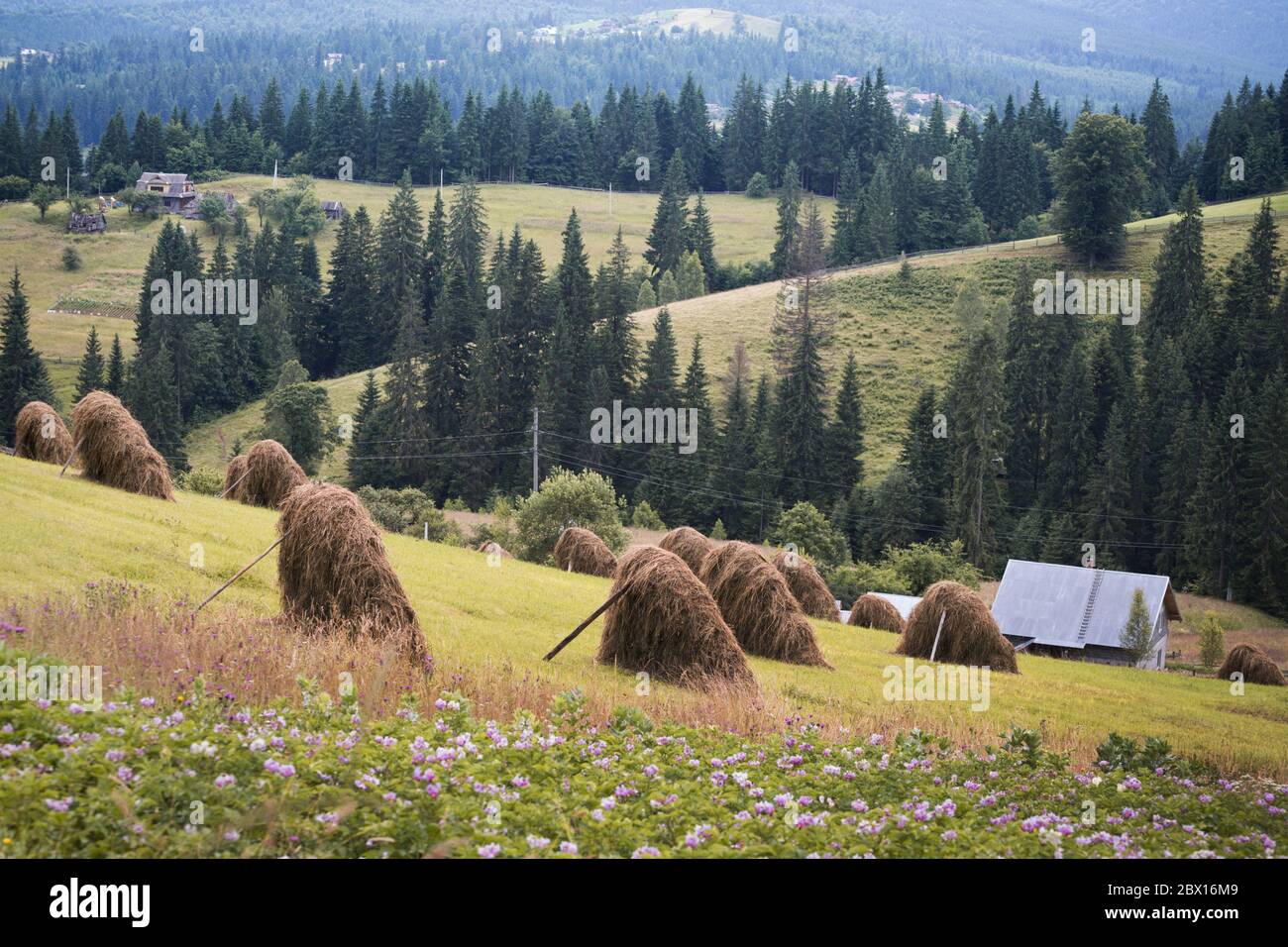 landscape. view of stacks with Karpatian hills at background. Vorokhta ...