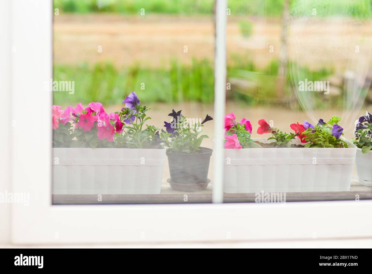 Bright flowers grow outside the window Stock Photo - Alamy