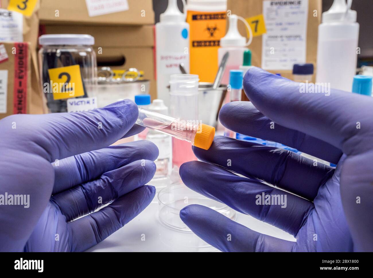 Specialized criminalistic police performs hematological analysis with ...