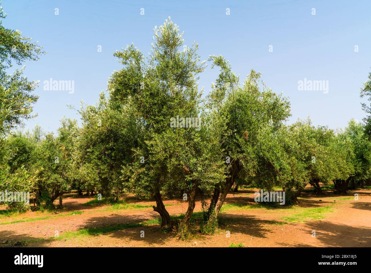 Olive trees morocco hi-res stock photography and images - Alamy