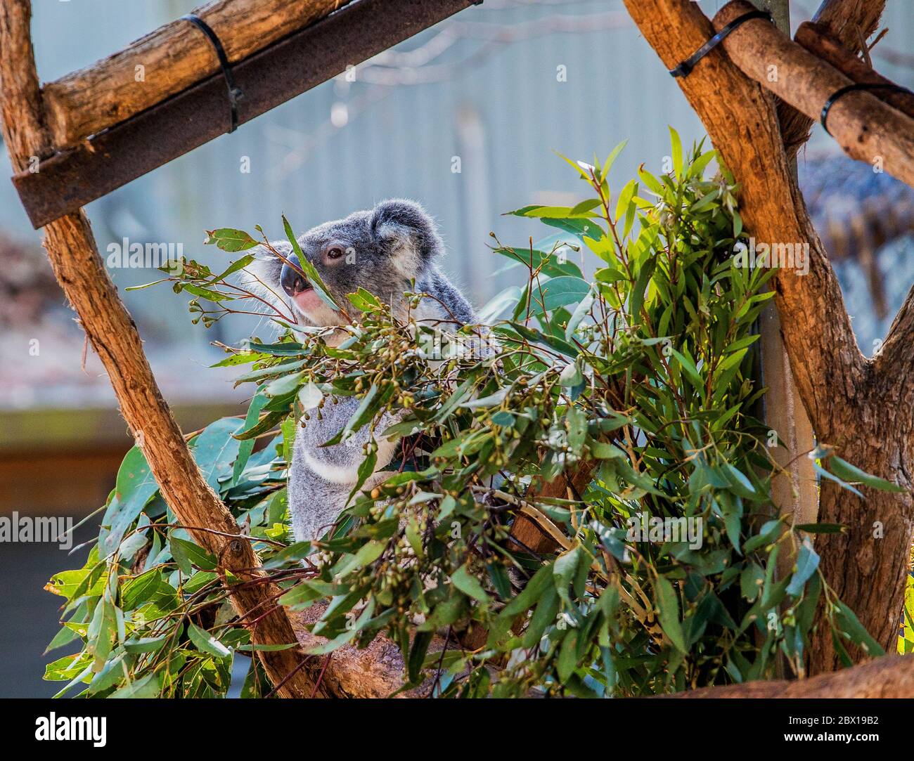 Koalas hospital hi-res stock photography and images - Alamy
