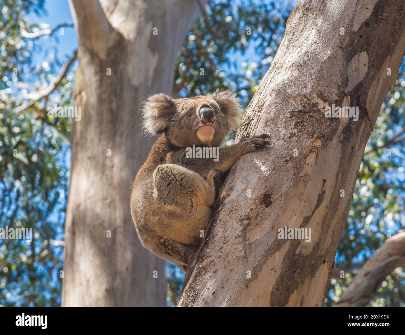 Koala sitting in tree on Kangaroo island, Australia Stock Photo - Alamy