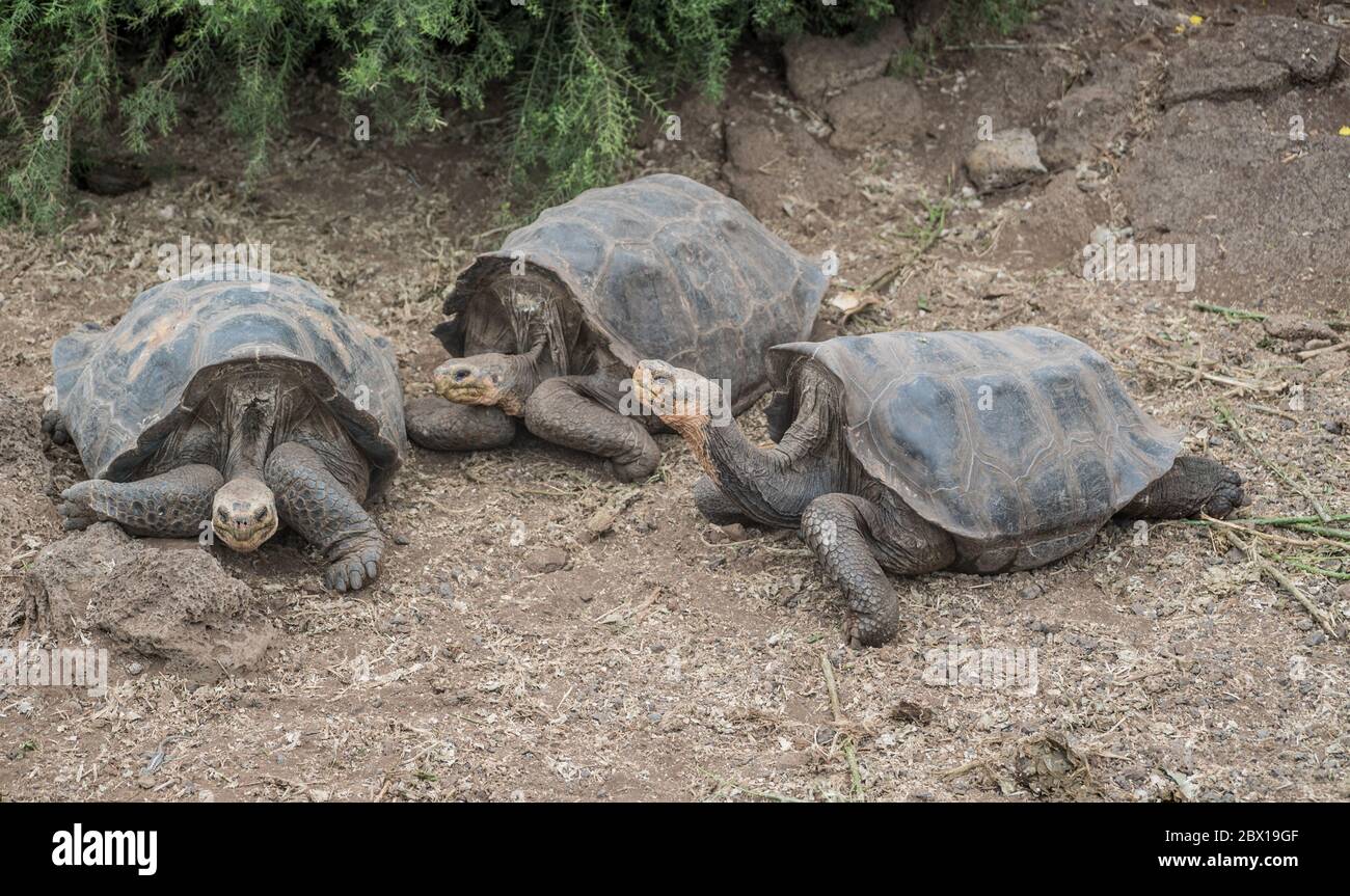 Giant Turtels on an island of the Galapagos Archipel Stock Photo - Alamy