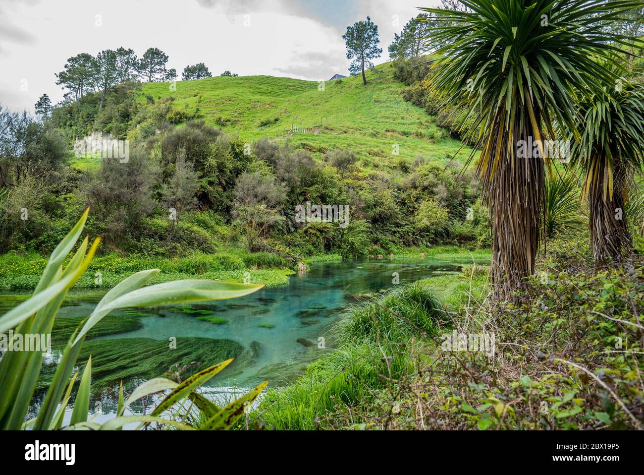 Blue spring river on the south island of New Zealand Stock Photo - Alamy