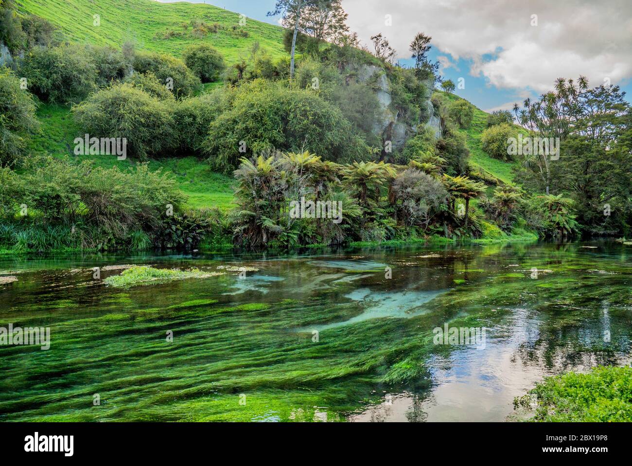 Blue spring river on the south island of New Zealand Stock Photo - Alamy