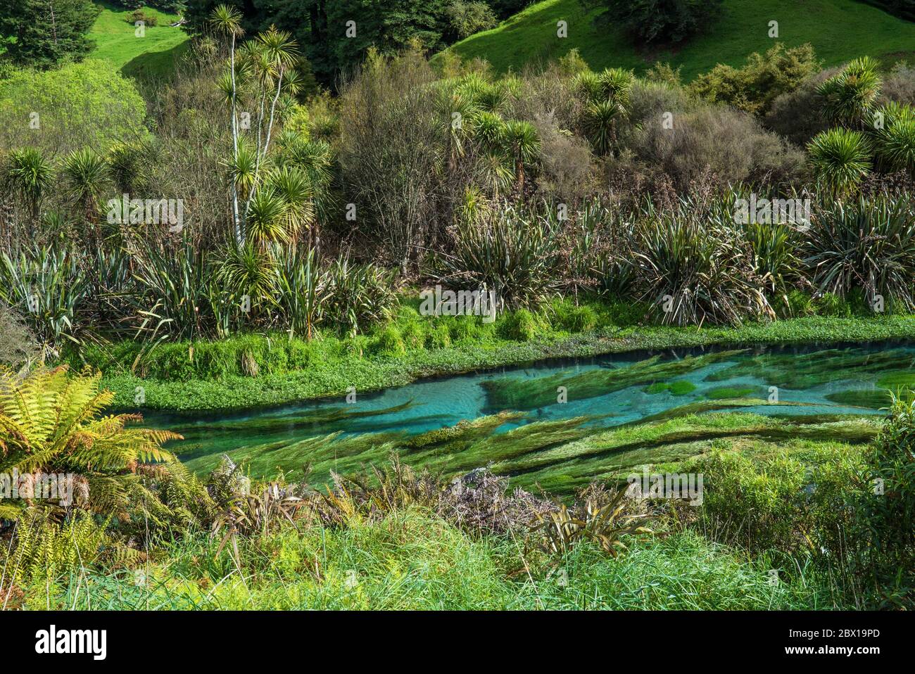 Blue spring river on the south island of New Zealand Stock Photo - Alamy
