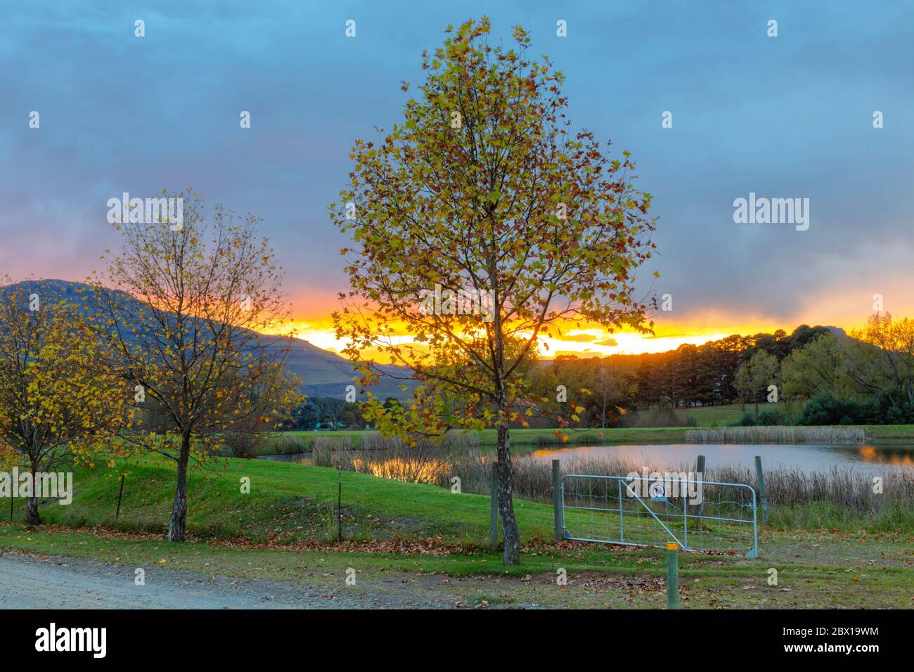Autumn colored trees at sunrise Stock Photo - Alamy