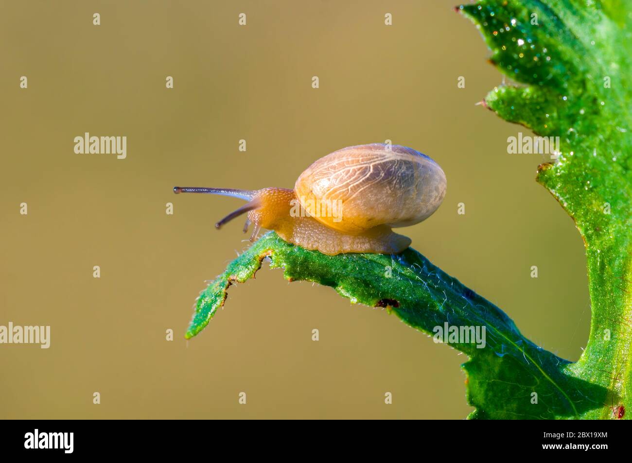Snail on a plant hi-res stock photography and images - Alamy