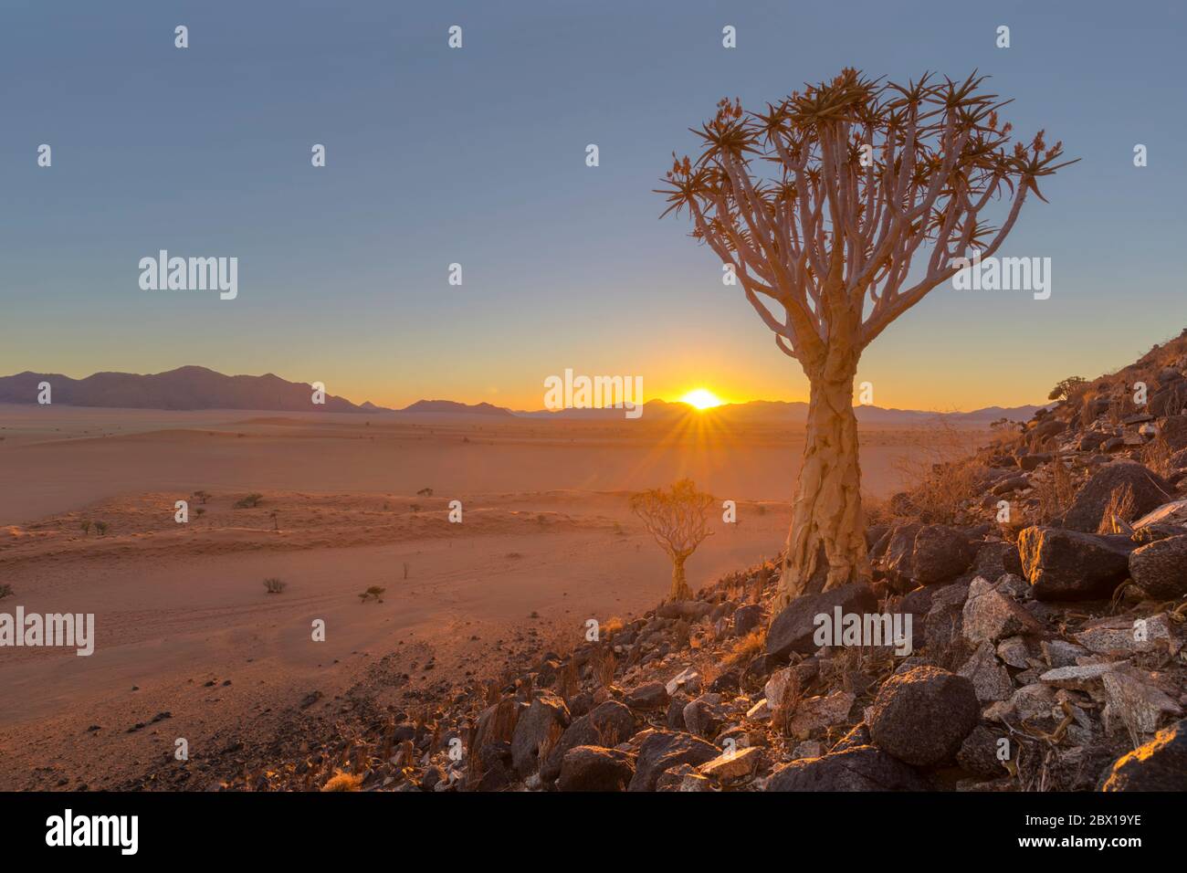 Quiver tree between rocks at sunset Stock Photo - Alamy