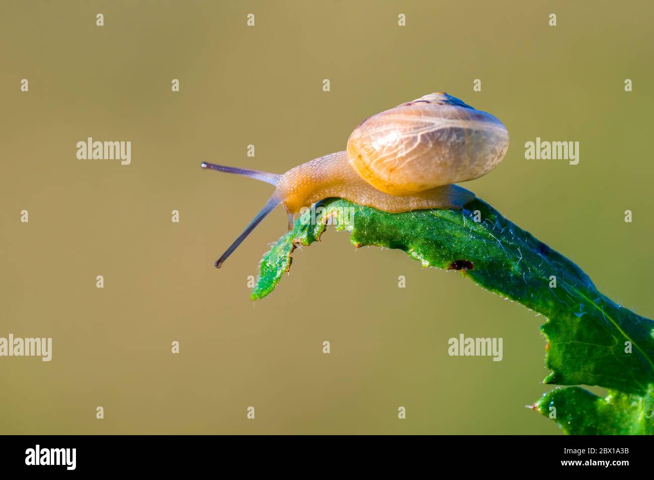 slow snail on a plant Stock Photo - Alamy