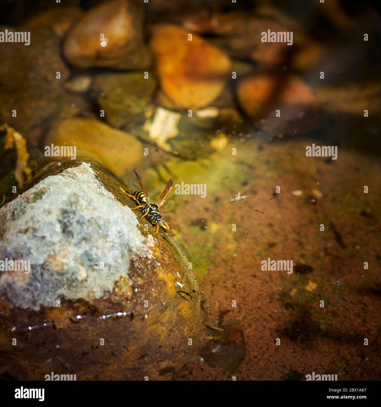 Yellowjacket pollinator hi-res stock photography and images - Alamy
