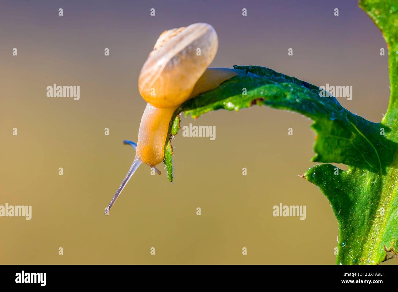 slow snail on a plant Stock Photo - Alamy