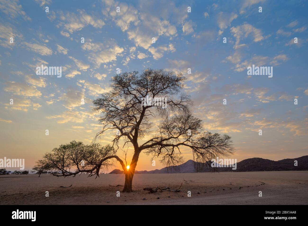 Sun rise behind large camelthorn tree Stock Photo - Alamy