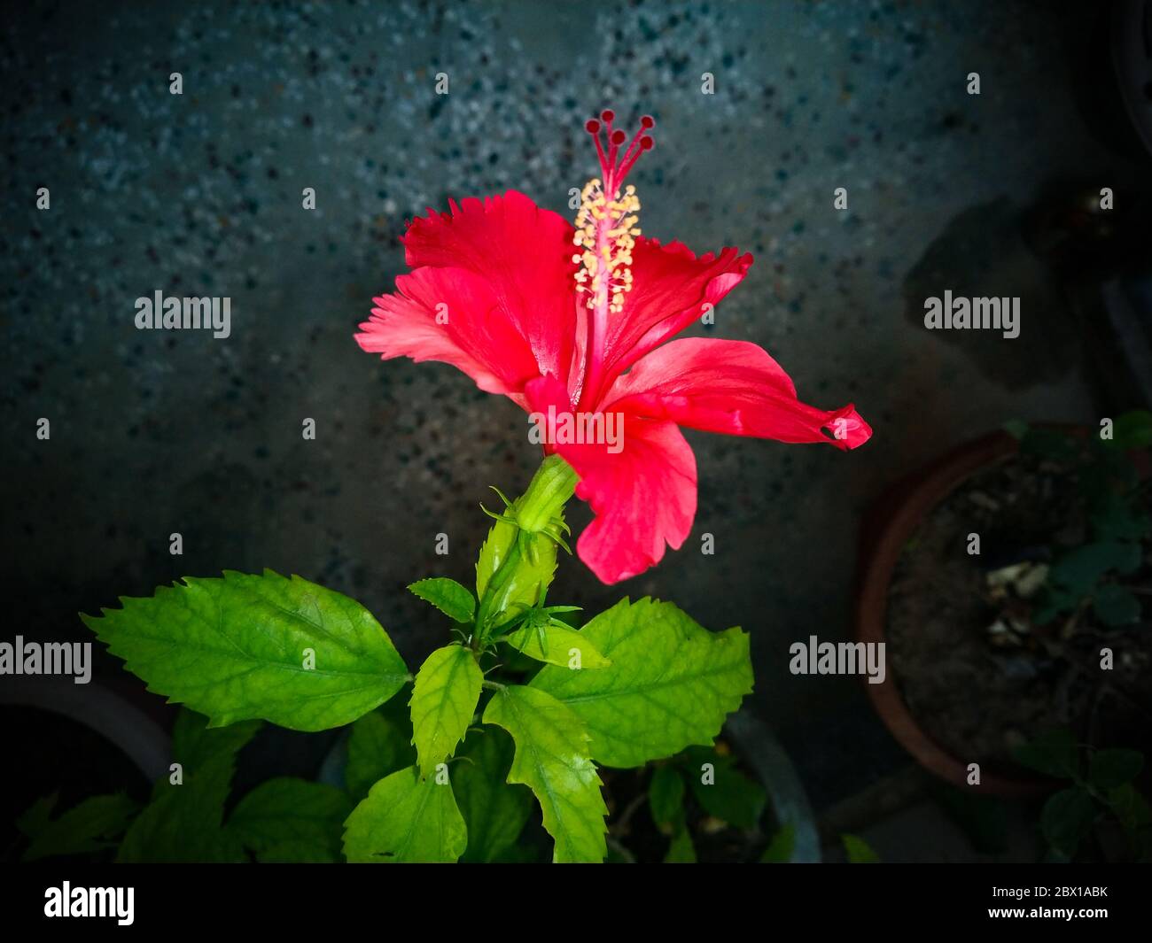Pink and white hibiscus flower in garden hi-res stock photography and ...