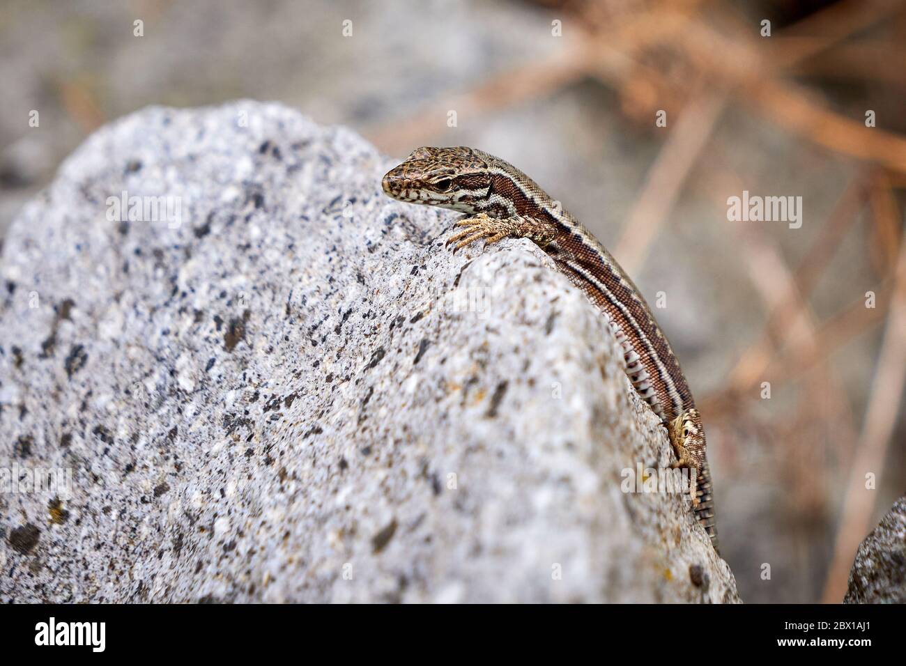 Common Wall Lizard (Podarcis muralis Stock Photo - Alamy
