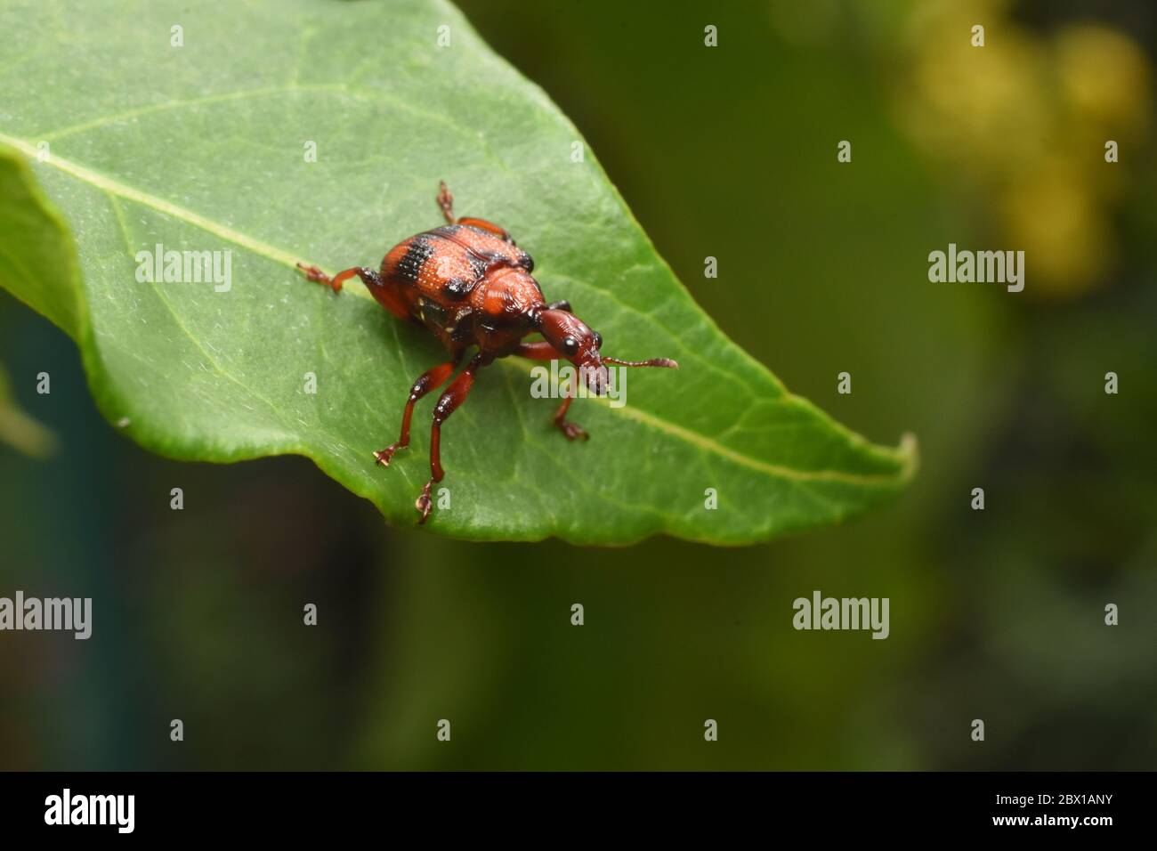 Primitive weevil hi-res stock photography and images - Alamy